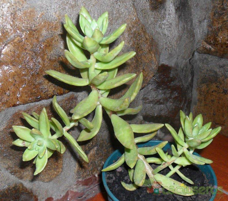 S127 - SEDUM NUSSBAUMERIANUM ~ Criadero de Cactus y Suculentas "EL CEIBO"