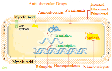 pharmacology: Antituberculosis
