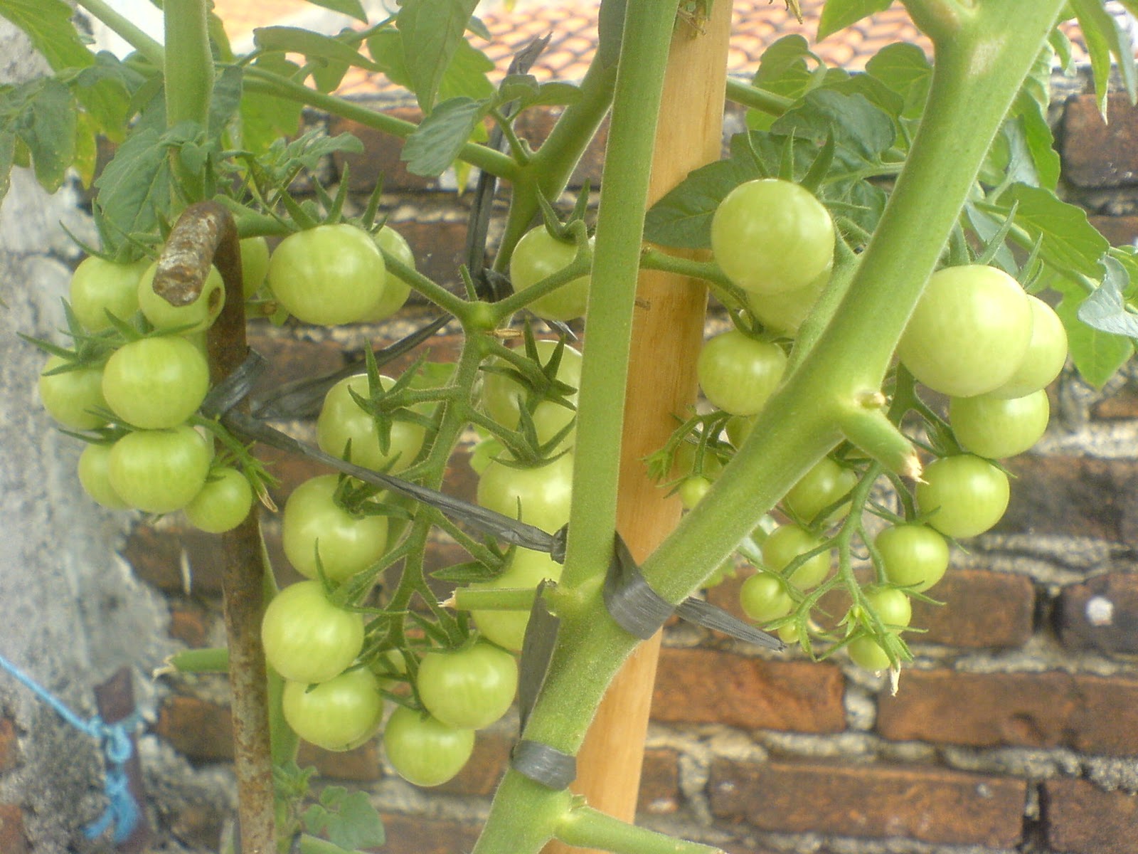 Tomat Cherry: Akhirnya Dapat Juga Tomat Cherrynya