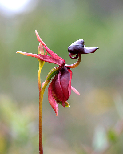 Amazing Flying Duck Orchid (Caleana major) : Beautiful & Awesome Flower ...