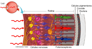 Biofísica Aplicada: Curiosidades - A Biofísica da Visão