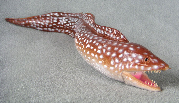 Moray Eel