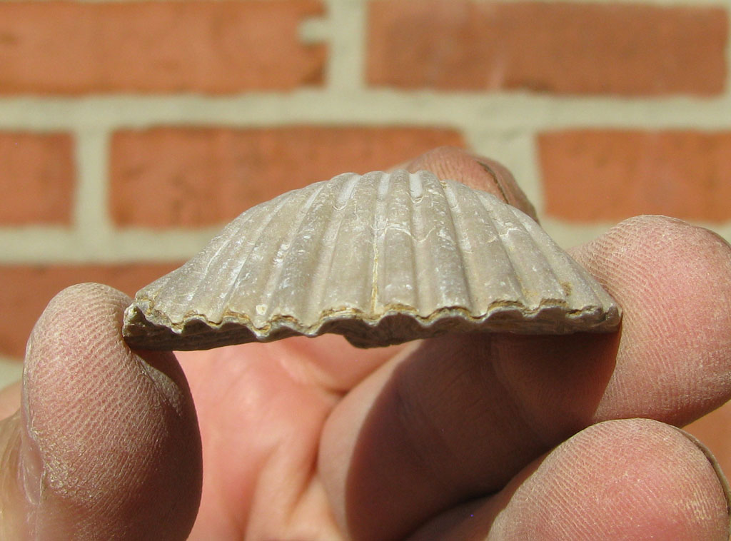 Views of the Mahantango: Neithea texanus pelecypod from the Duck Creek ...