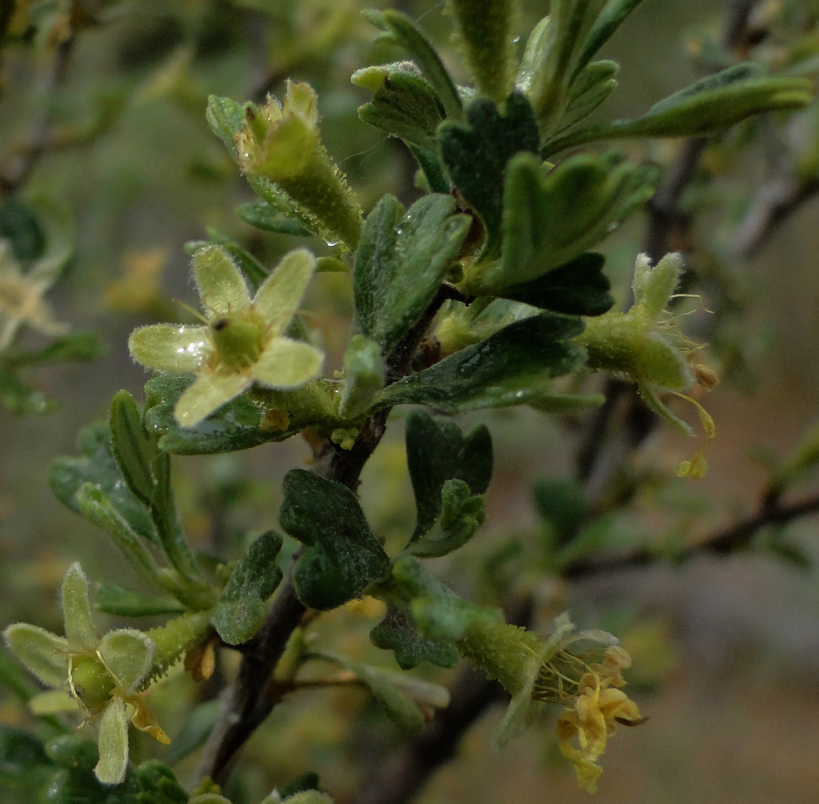 shrub identification: Purshia tridentata