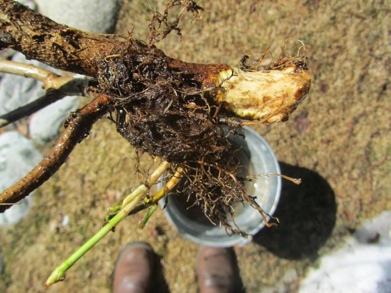 Jen & the Bean stalk: Yard work & Gopher woes... already!