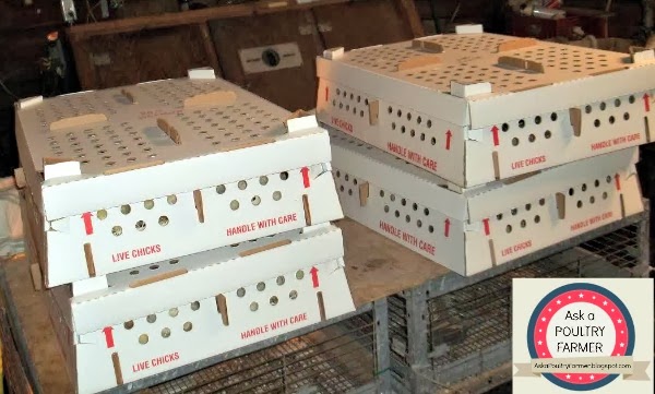 Ask a Poultry Farmer: Turkey day on the farm!