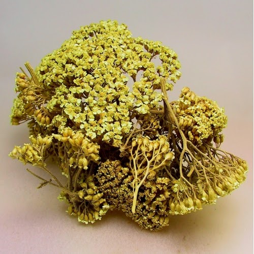 Civan Perçemi Nedir? Civan Perçemi Faydaları - Nette Buldum