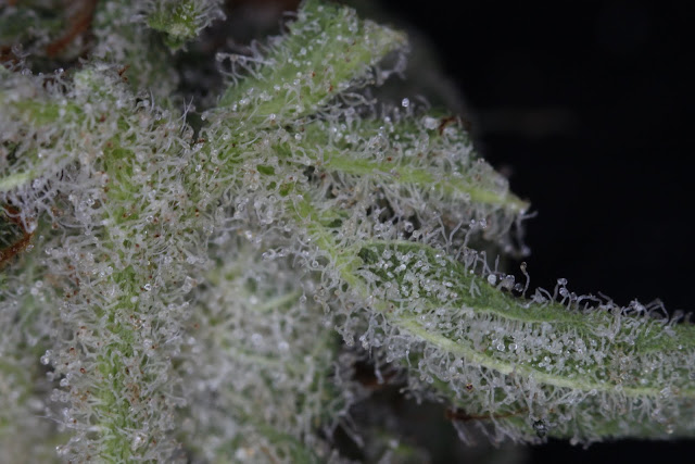 King County Cannabis: Mazar-I-Sharif