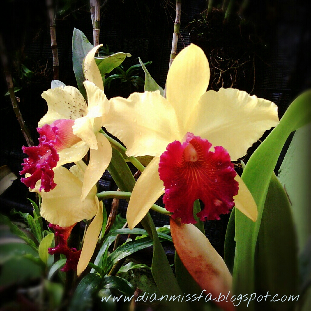 KEBUN BUNGA: CATTLEYA