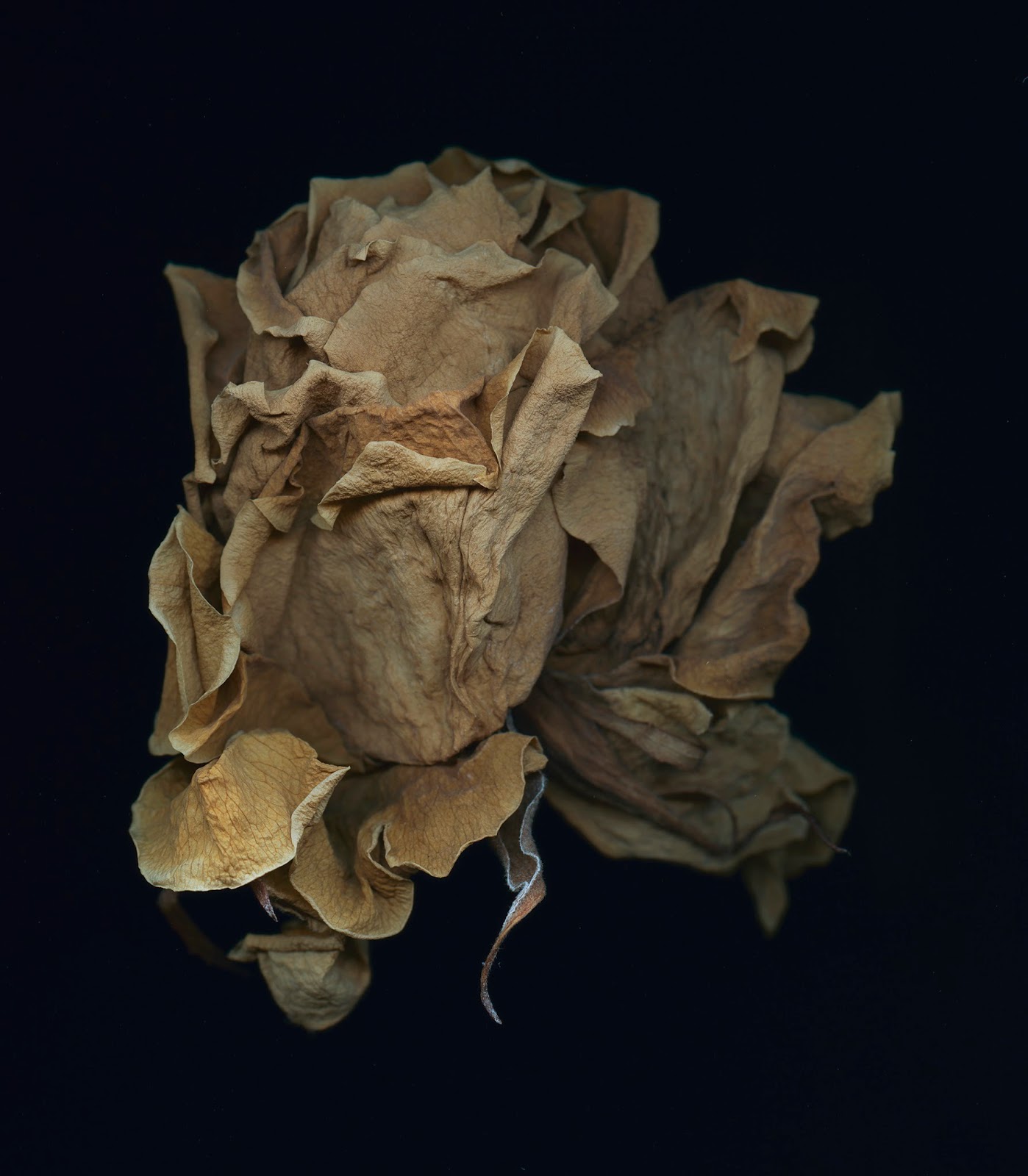 Frans Budé * D i v e r s: 'Roos en Blad': expositie Kim Zwarts plus ...