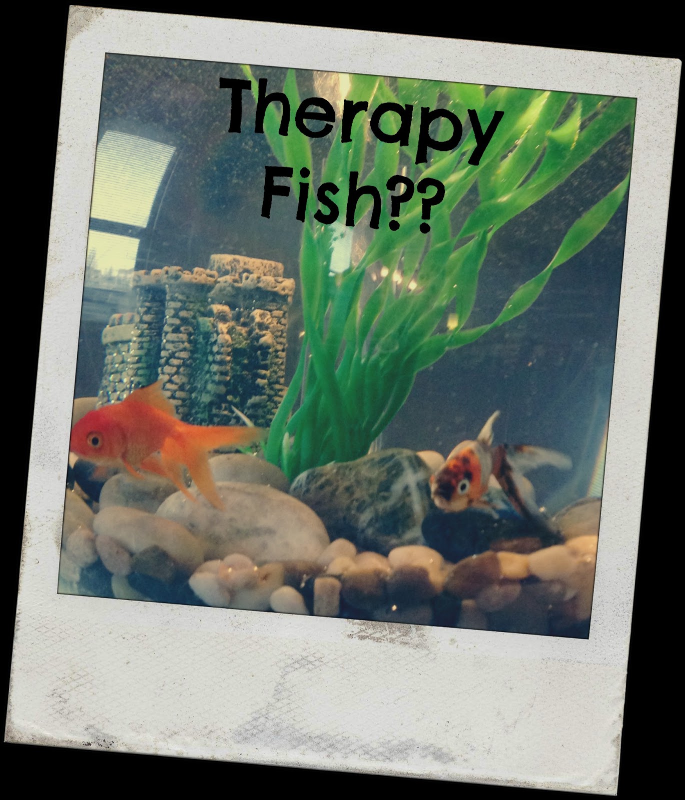 KC School Counselor Chic: Therapy Fish??