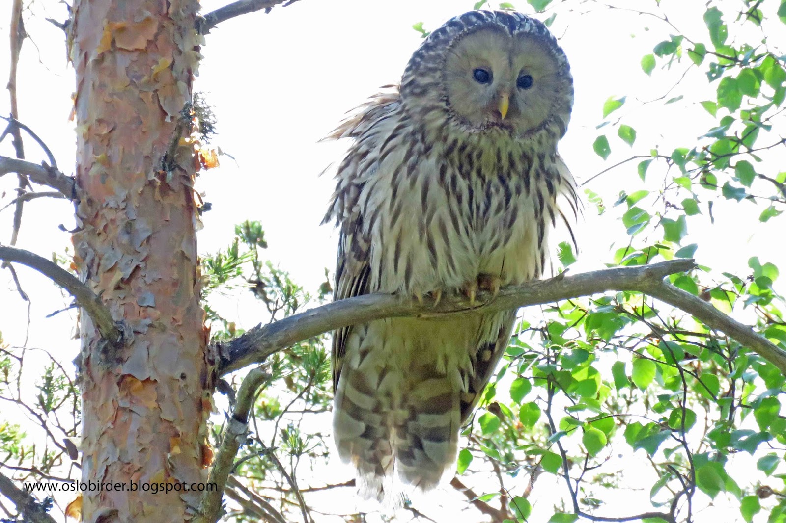 OSLO BIRDER: Ural Owl
