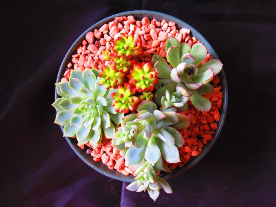 Succulents Cebu and Cactus Collection- Cassiel's Succulent World ...