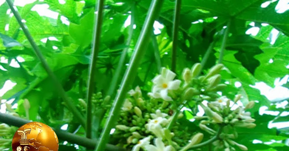 Terbaru 15+ Gambar Bunga Jantan Pepaya - Gambar Bunga Indah