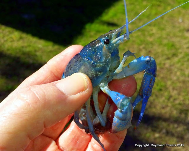 PURE FLORIDA: Don't Be Blue ... Unless You Are a Crawfish, Then Blue Is ...