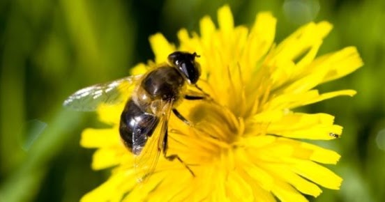 Naša Hrana: ubodi insekata