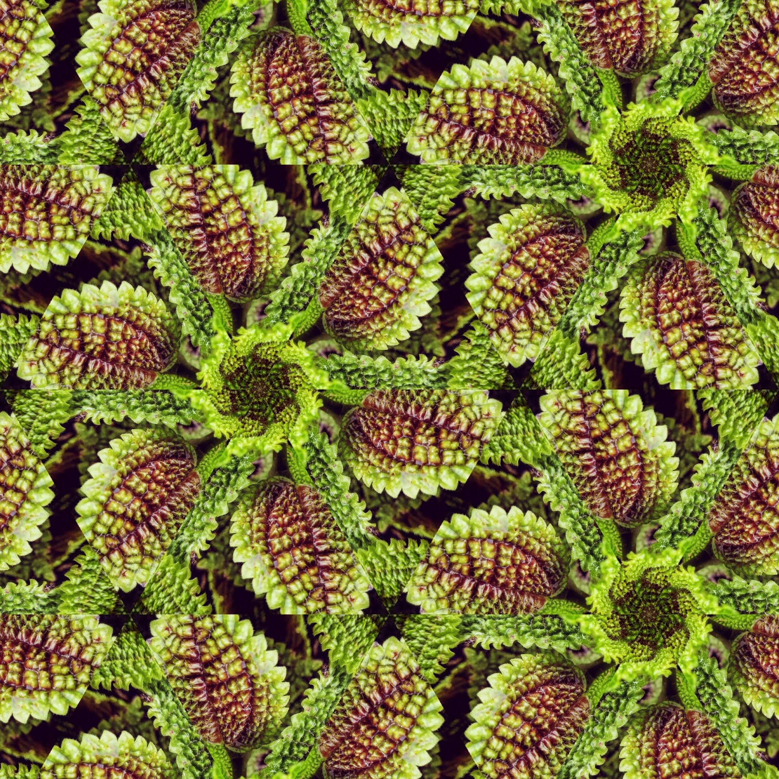 The Cryptic Corridor