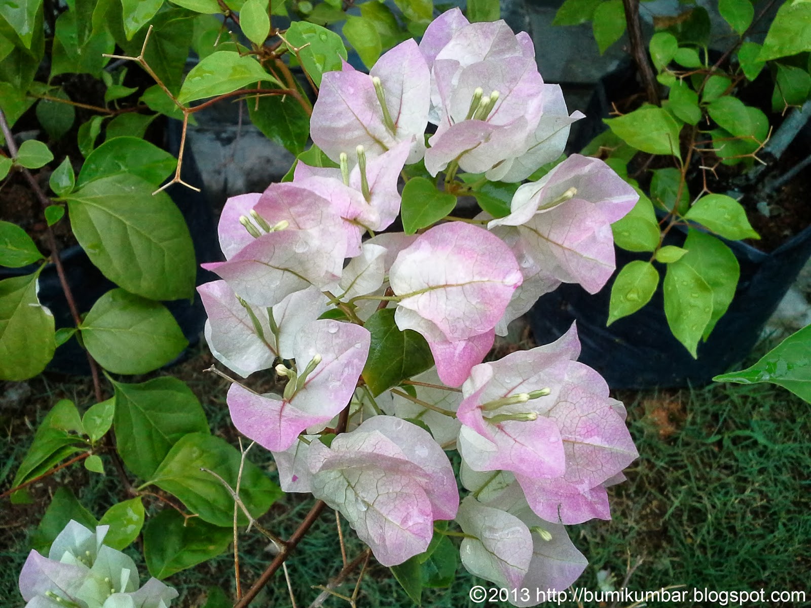 our passion I our career I our business: Bougainvillea spp.~Bunga ...