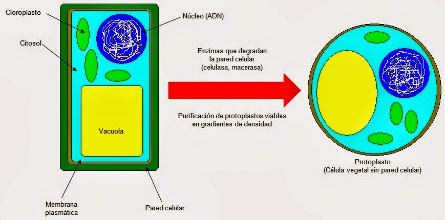 Apuntes de Biotecnología: Hibridación de células somáticas (fusión de ...