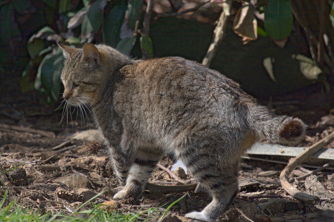 MoJo 2 Half Tailed Cat