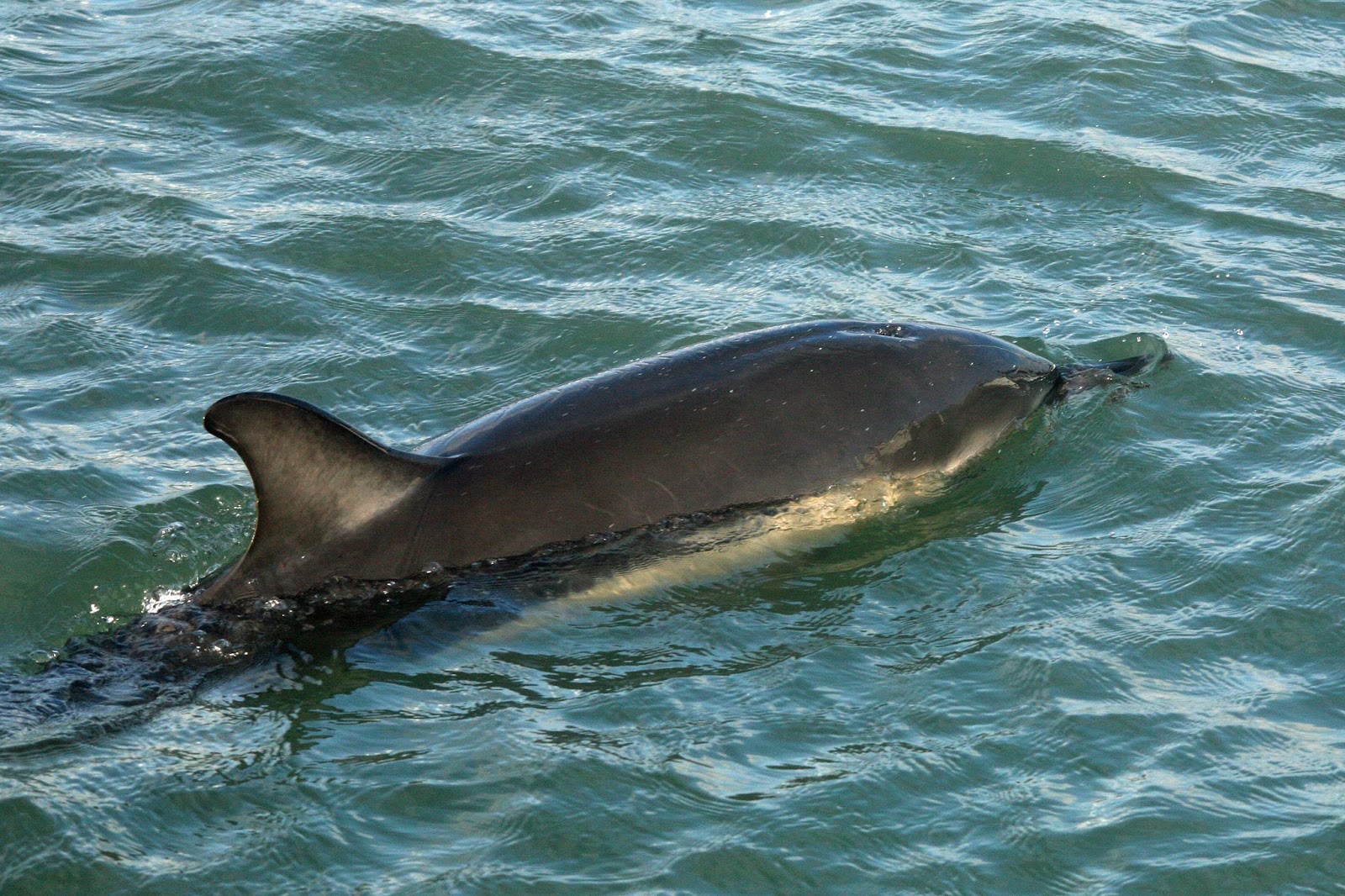 The Ginger Naturalist