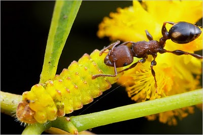 5 Jenis Semut Terunik Di Dunia | Info Tak Terduga