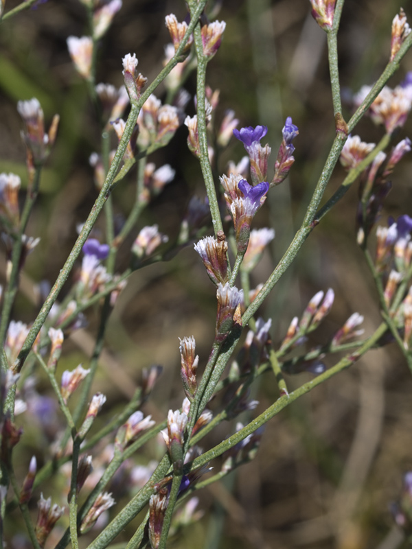 Paseos por la naturaleza: Limonium humile. Acelga salada.
