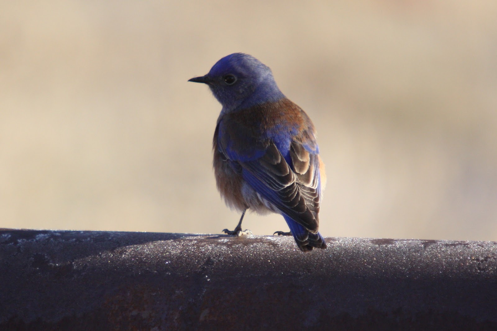 Bird Man of Bridgewater: Sedona Arizona