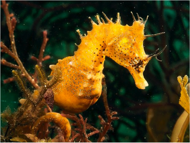 Bean Blog: Saturday Safari - Animals without feet