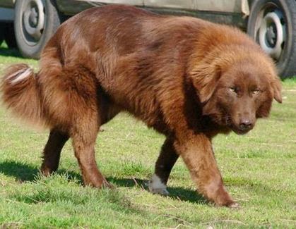 Ir(relevant) Profoundities: Aidi - Dog Breed Profile