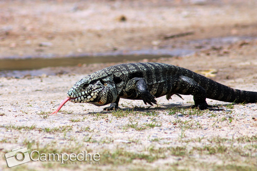 Lagarto Teiú - Campeche Fatos e Fotos