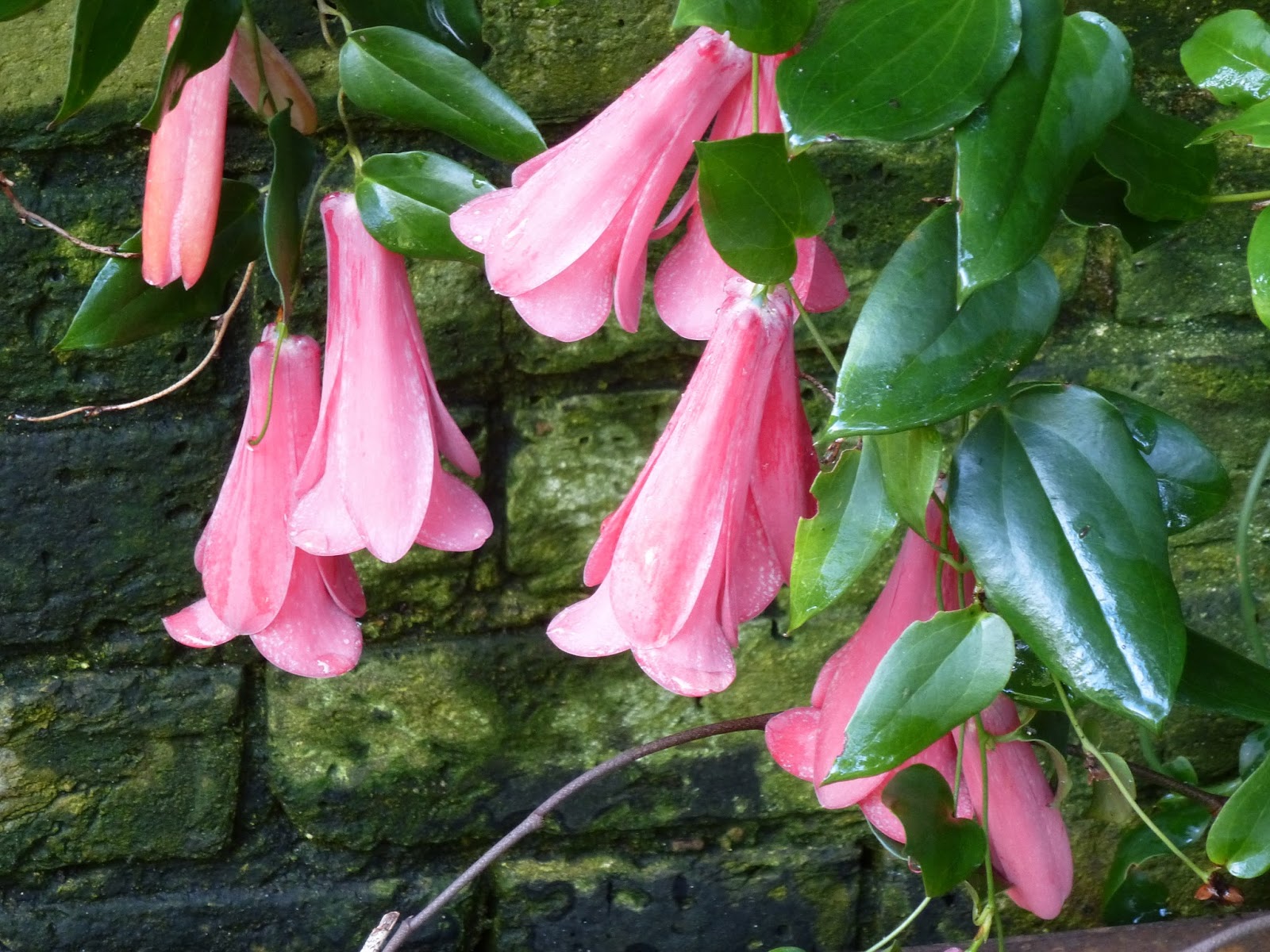 Fernando Ruz: Plantas nativas de Chile: Copihue (Lapageria rosea)