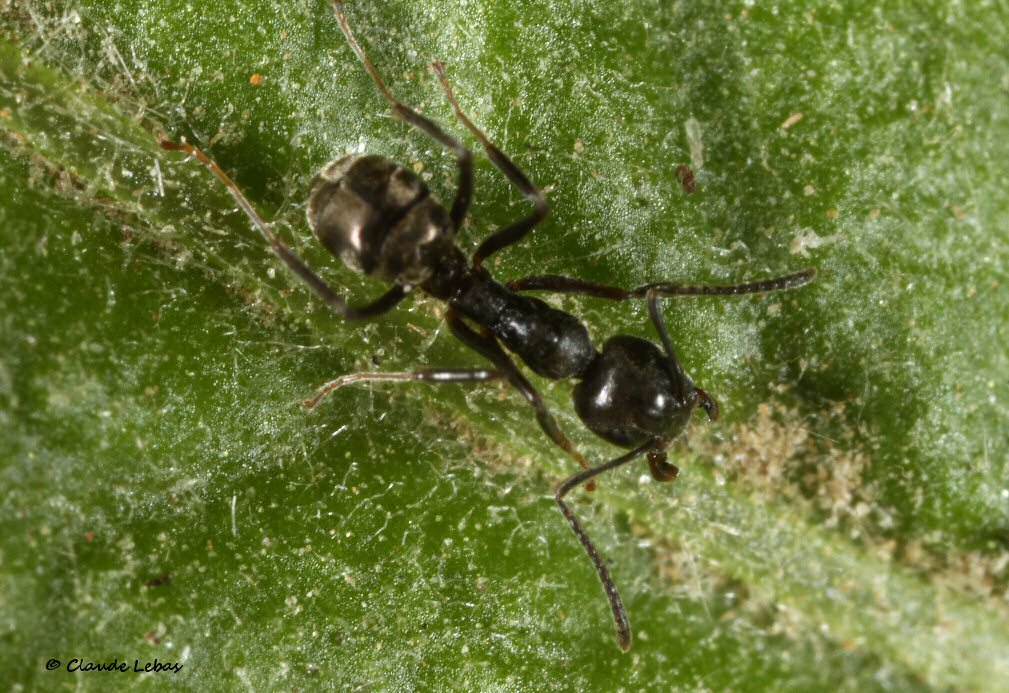 fourmis du Vietnam: Dolichoderus thoracicus