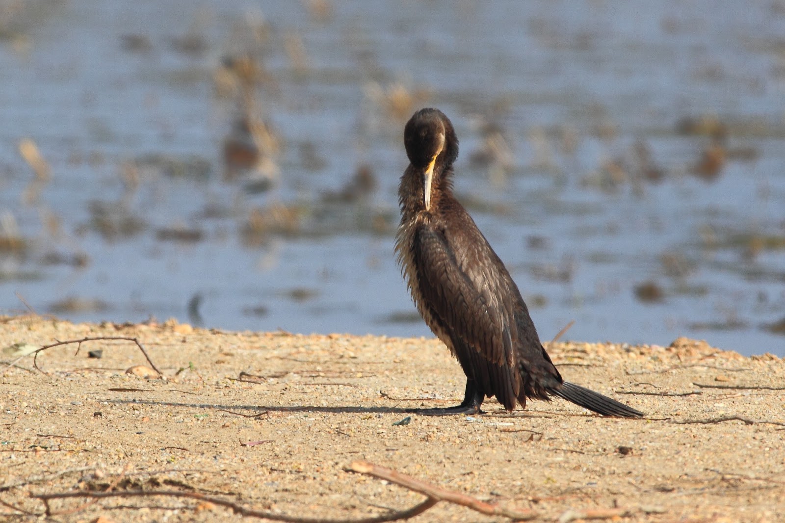 Fotografía y Naturaleza en Doñana: Cormoran grande (Phalacrocorax carbo),