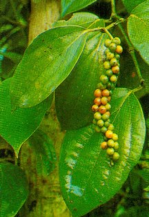 Putra Merakai: Sahang Sahabat Kharibku