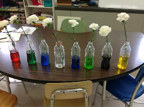 Carnation Flower Experiment