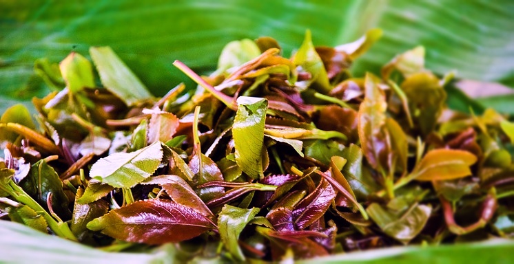 Khat Amphetamine Drug Explained in Simple Words