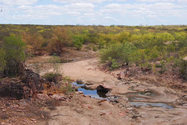 Expedições Fitogeográficas - Brasil e América do Sul: O ADEUS À ...