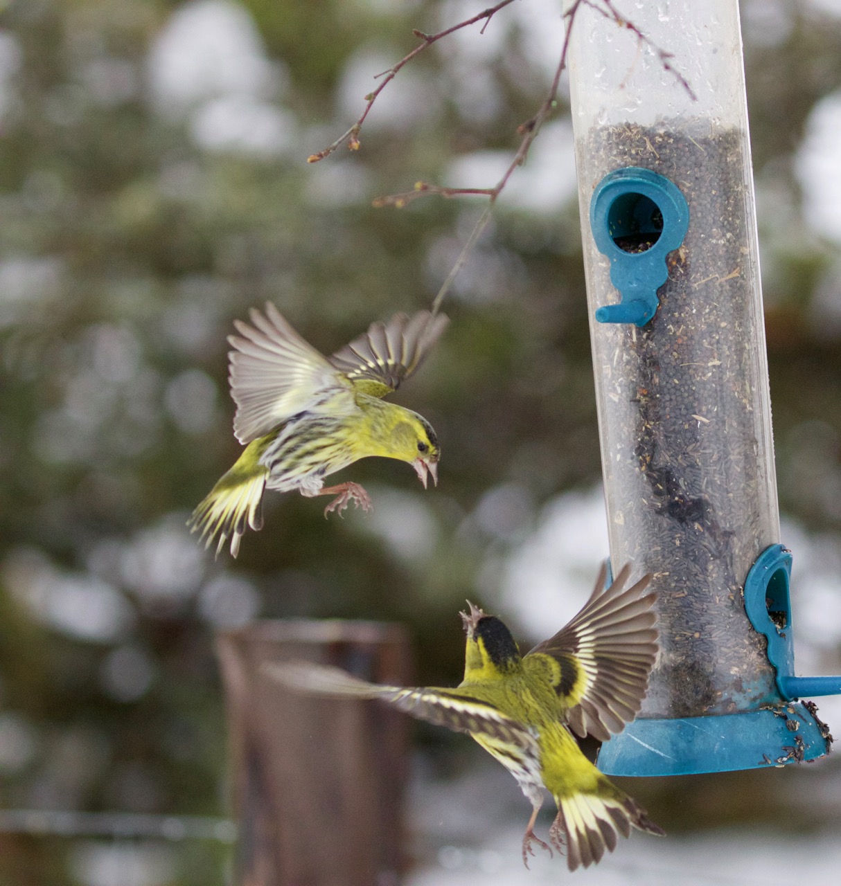 BTO Bird Ringing - 'Demog Blog': Birds of a feather, fly together