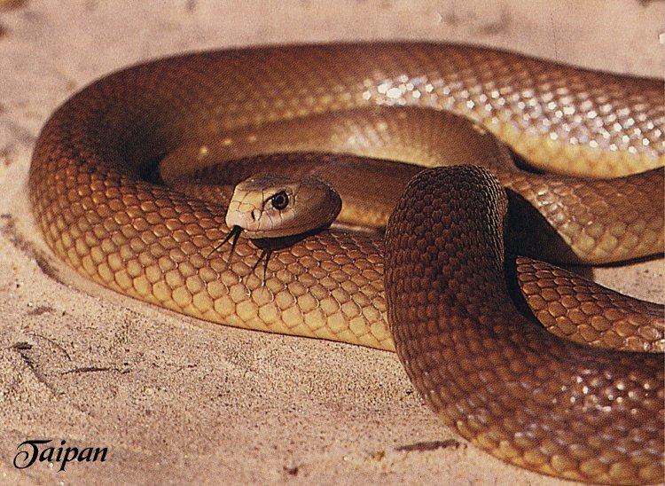 Top 10 Most Dangerous & Venomous Snakes Of The World | The Wildlife