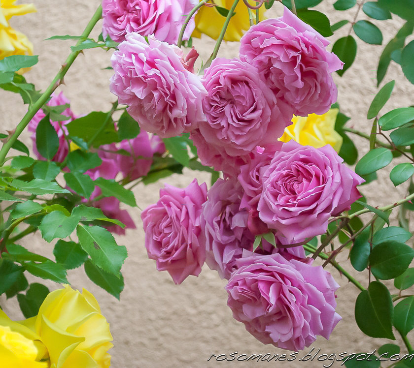 A Rose is a Rose...: Rose Alphabet: A and B