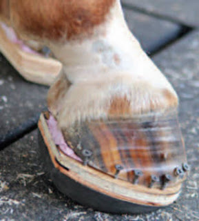 Kate's Hoof Care Blog: Scientific Paper Refutes Common Hoof Care ...
