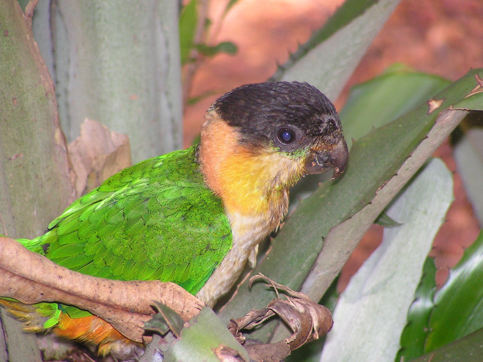 RETRATOS DEL MUNDO: Aves de Venezuela.