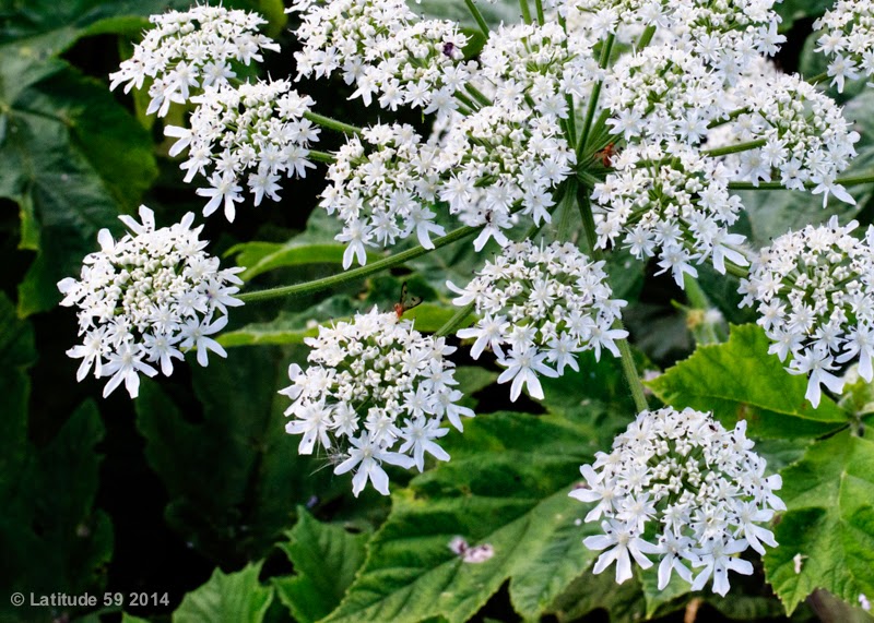 Experience - Flowers of Alaska | Guide for Alaska's Disappearing Tourists