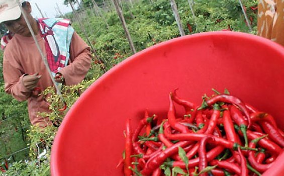 Gubuk Tani : Budidaya Cabai (Capsicum sp.)