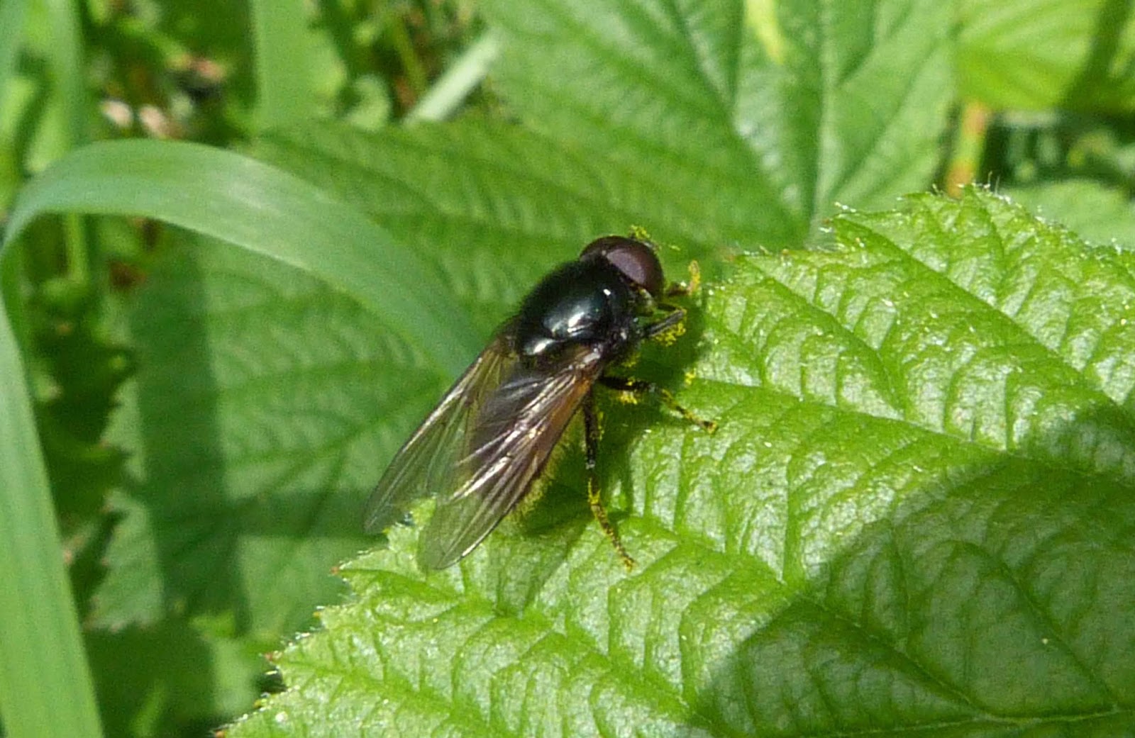 Insects of Scotland: Hoverflies
