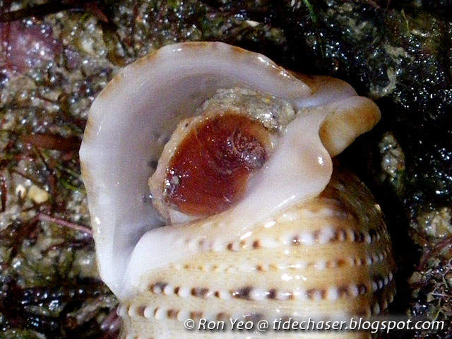 tHE tiDE cHAsER: Horn Shells & Creeper Snails (Phylum Mollusca ...
