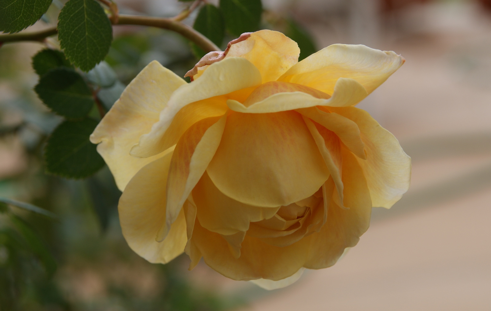Organic Garden Dreams: December Roses