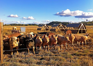 Save The Nature: Overgrazing