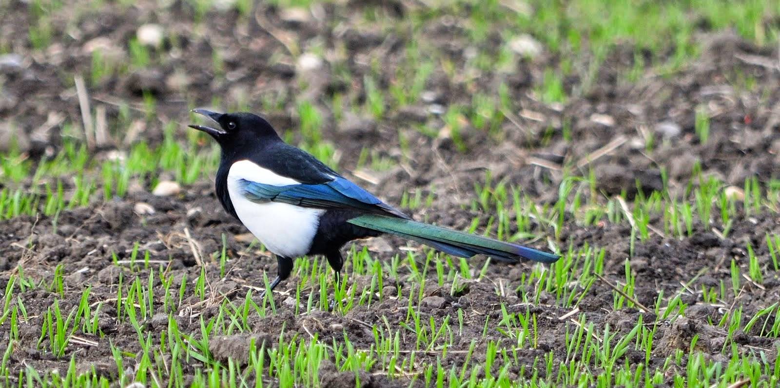 MYSLIVOST: Straka obecná